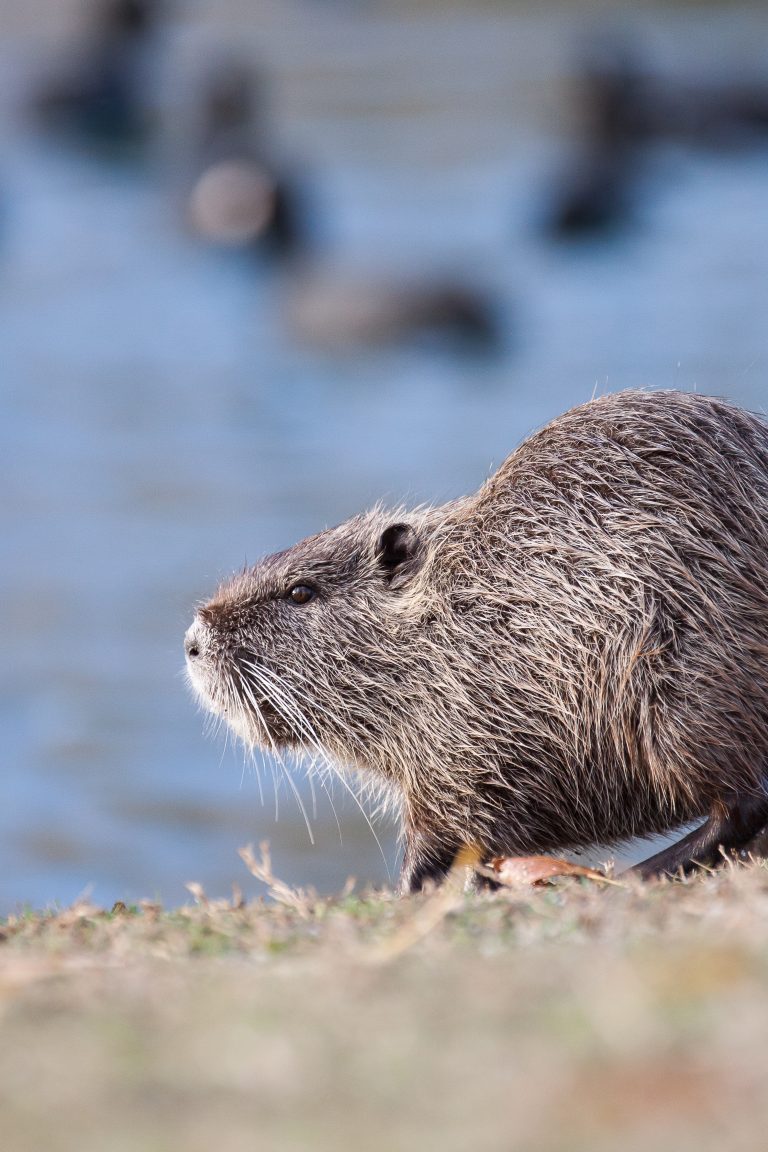 Rongeurs – Espaces naturels