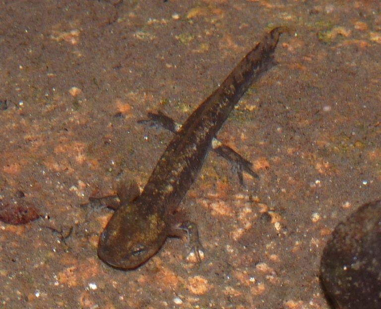 Urodèles – Espaces naturels