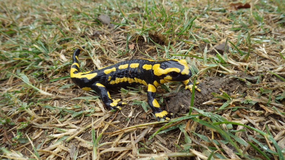 Urodèles – Espaces naturels