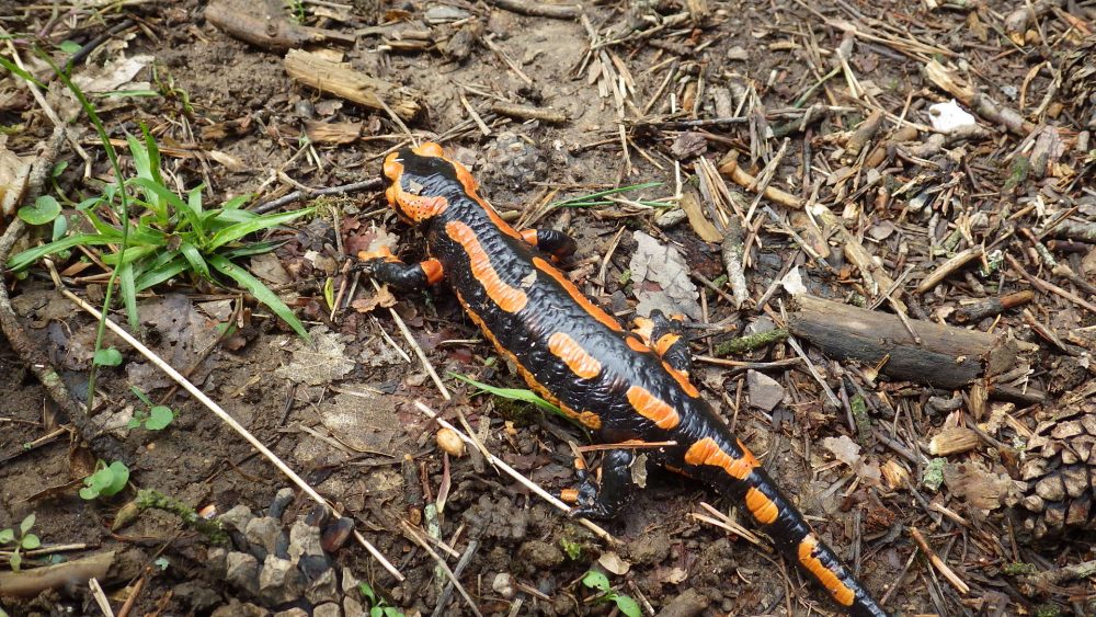 Urodèles – Espaces naturels