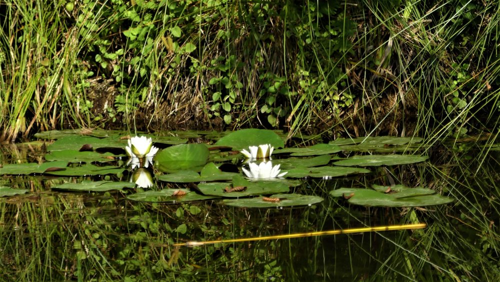 Hygrophytes – Espaces naturels