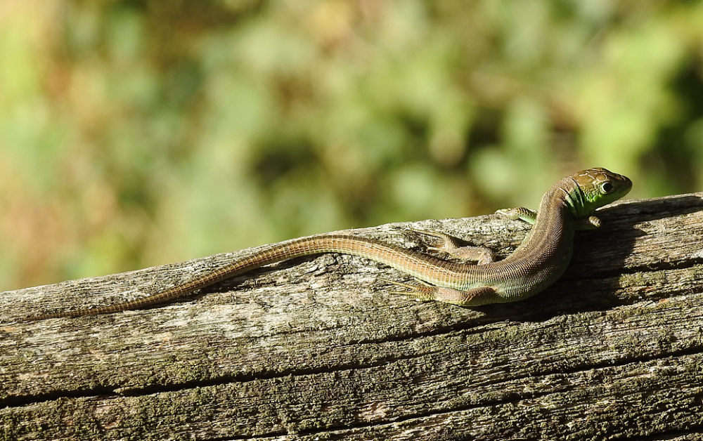 Lézards – Espaces naturels