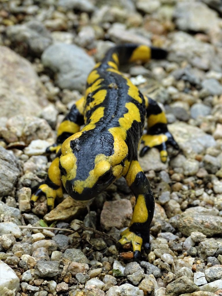 Urodèles – Espaces naturels