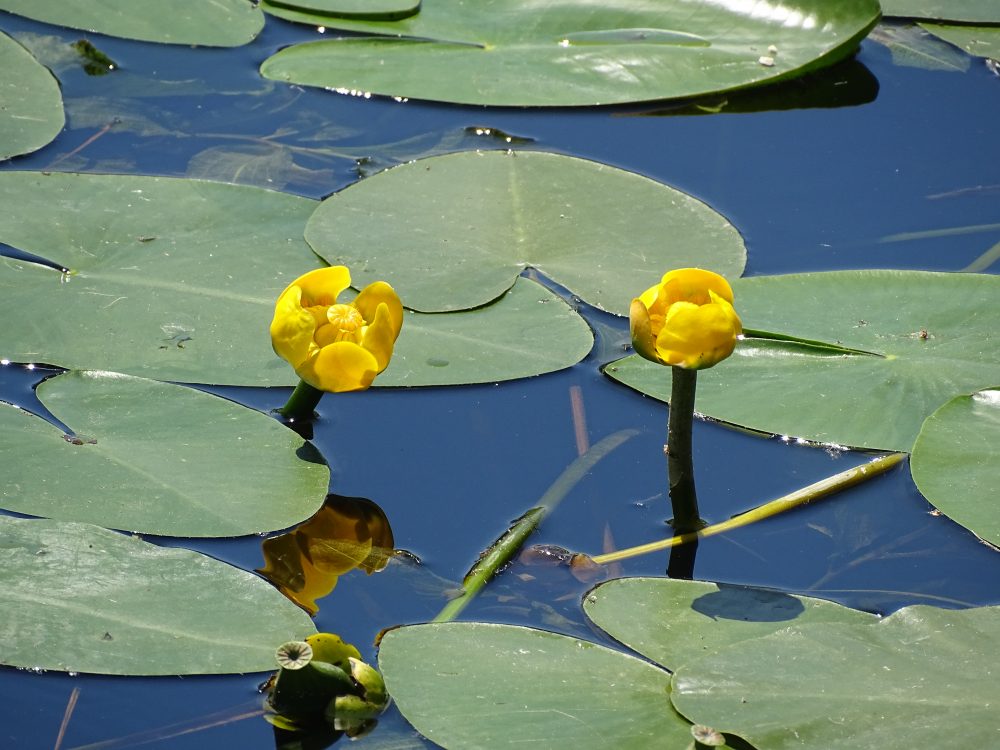 Hygrophytes – Espaces naturels